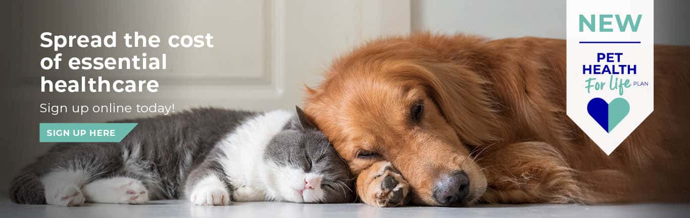Vets in Worcester | Referral Consultations | Dog Hydrotherapy
